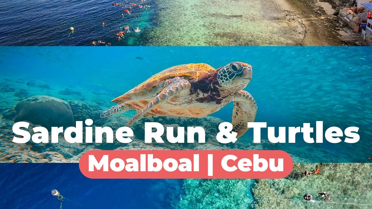 Moalboal (Cebu) Sardine Run, Turtle Watching & Scuba Diving | March ...