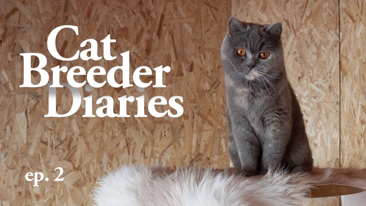 Cat Breeder Diaries ep.2: Sweet Kittens & Exciting Upgrades - YouTube