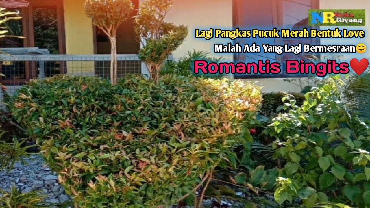 CARA PANGKAS TANAMAN PUCUK MERAH BENTUK LOVE~ADA YANG BERMESRAAN - YouTube