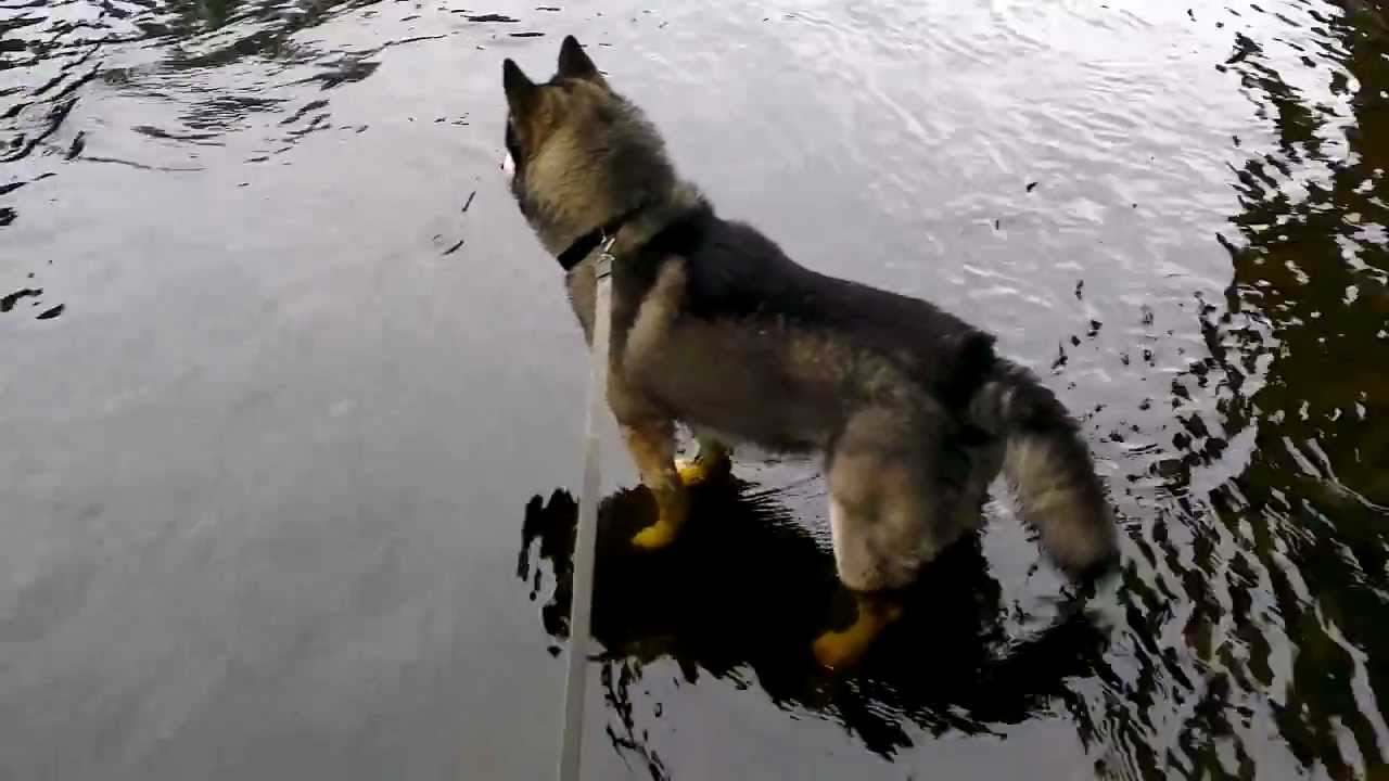 Husky hunting for fish - YouTube