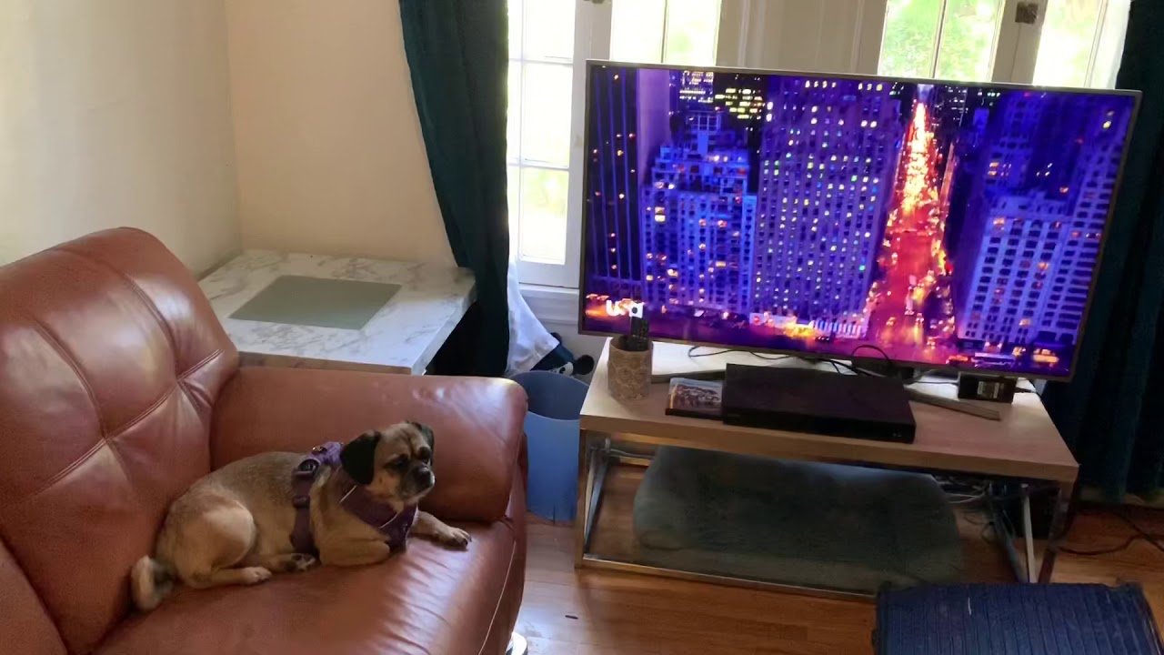 Bob the Blind Puggle loves Law and Order SVU - YouTube