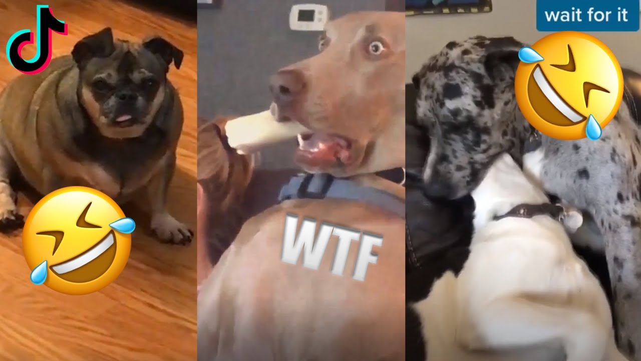 dumb dog cute funny moment compilation #1 (TikTok) - YouTube