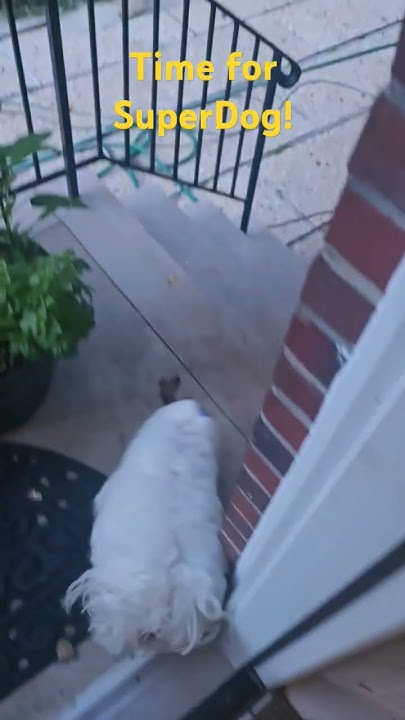 TIME FOR SUPERDOG - YouTube