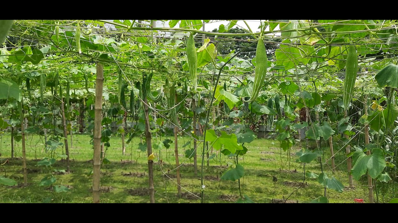 Snake Gourd vegetable - YouTube