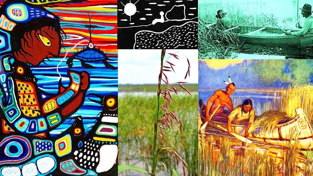 Wild Rice: An Ojibway Legend - YouTube