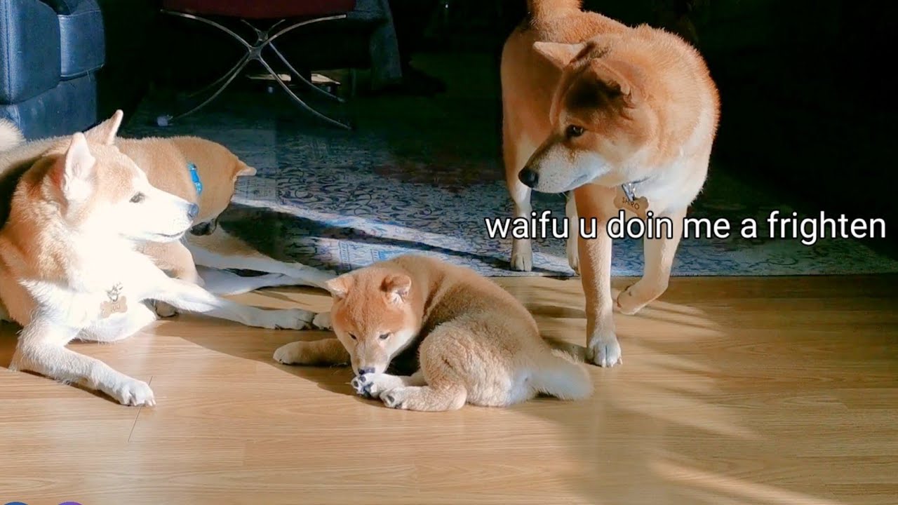 Daddo is Scared of Waifu 😆 - YouTube