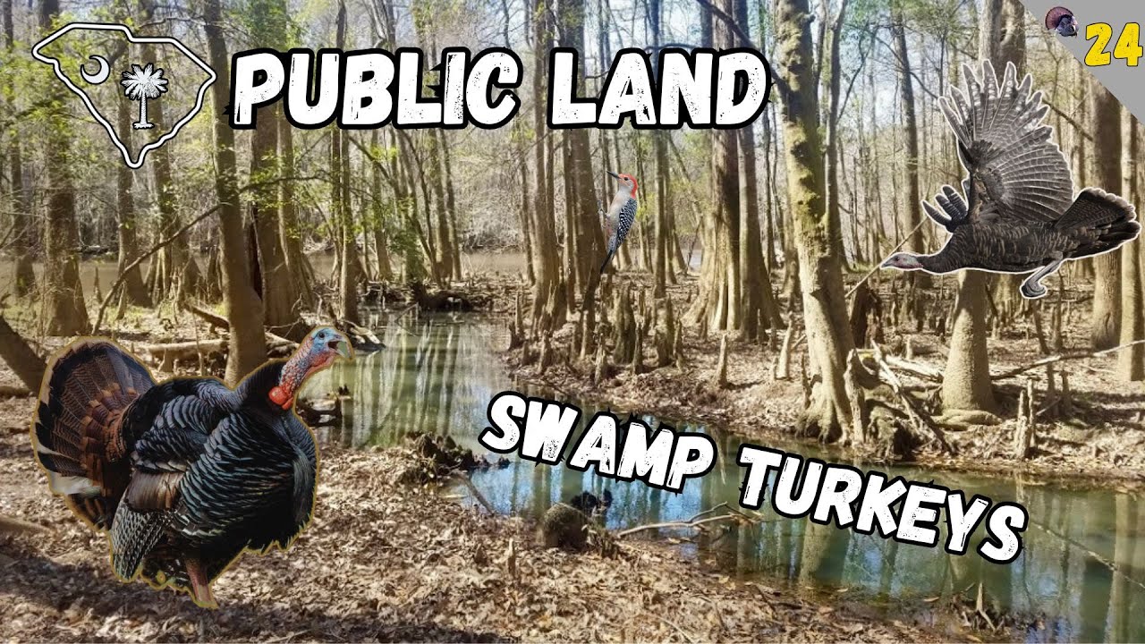 STRUTTING Tom & FLYING Hen at 5 YARDS | SC Public Land Swamp Hunting ...