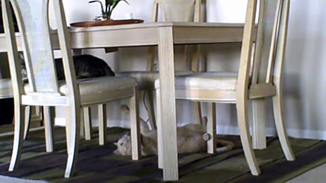 Perpetual Motion Cat Toy - YouTube