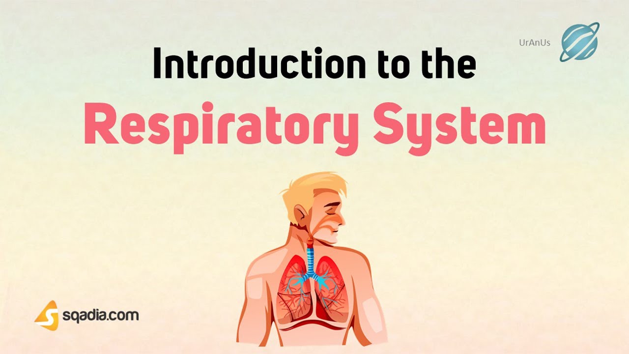 Introduction to the Respiratory System | Medical School Anatomy and ...