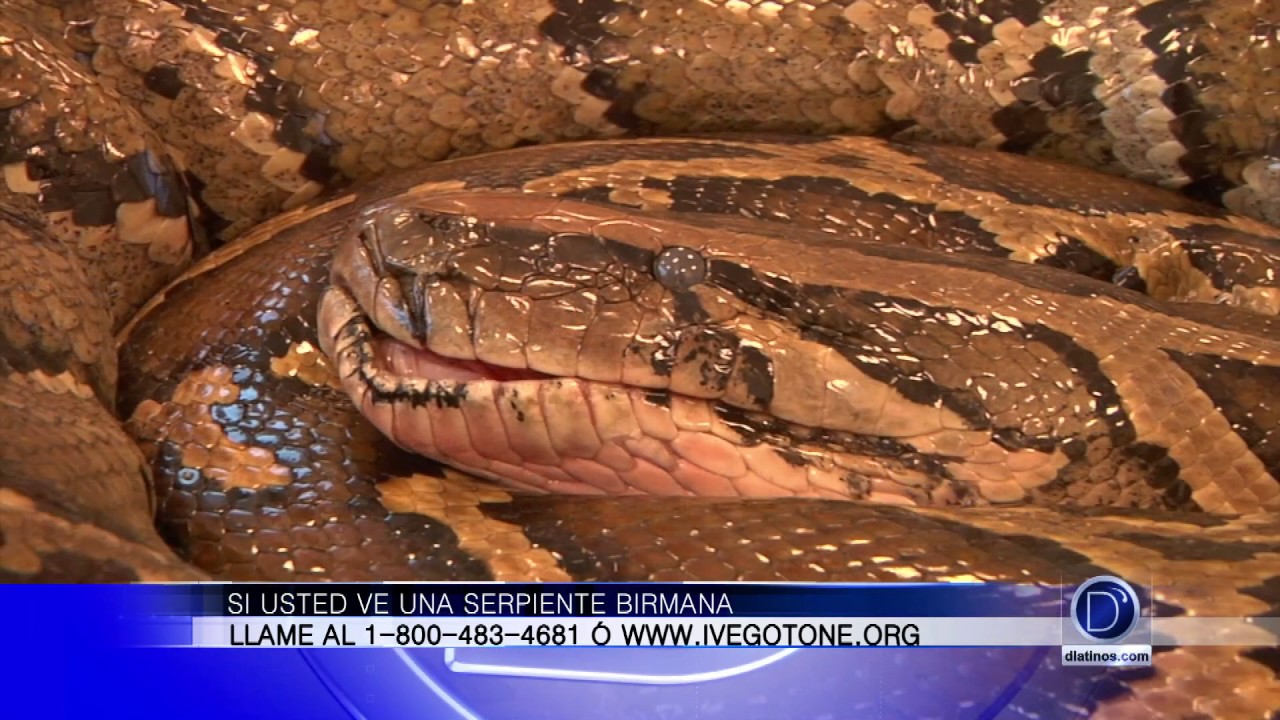 Serpientes en el Conservancy del Suroeste de Florida. - YouTube