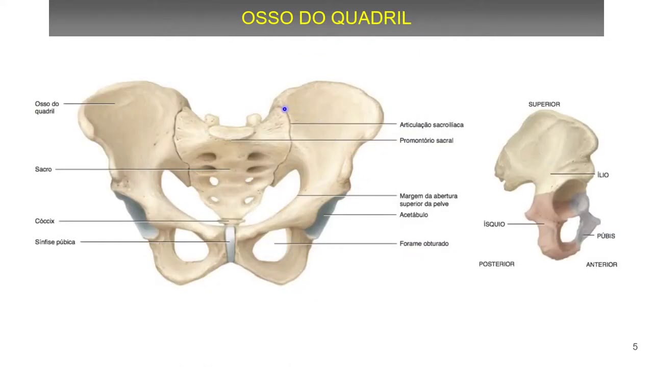 Anatomia Do Osso Posterior Do Quadril