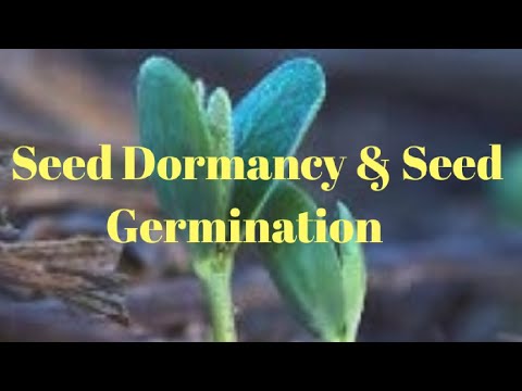 Seed dormancy and Seed germination procedure - YouTube