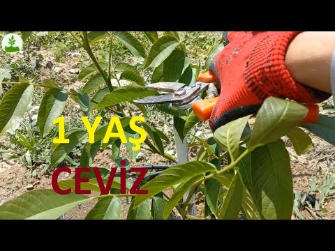 Cevizde İlk Yıl Teke Düşürme
