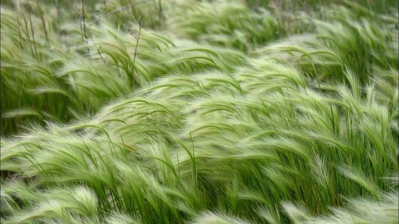 Stock Video - Grass blowing in the wind in slow motion - YouTube