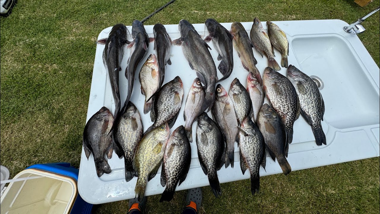 Session 43: 🫣Crappie, White Perch, Catfish & Gar oh my... - YouTube