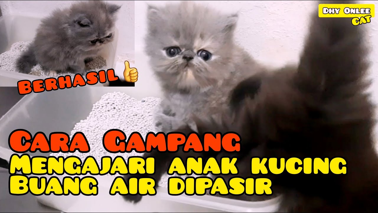 MENGAJARI ANAK KUCING PUP PIPIS DIPASIR (untuk pertama kalinya ...