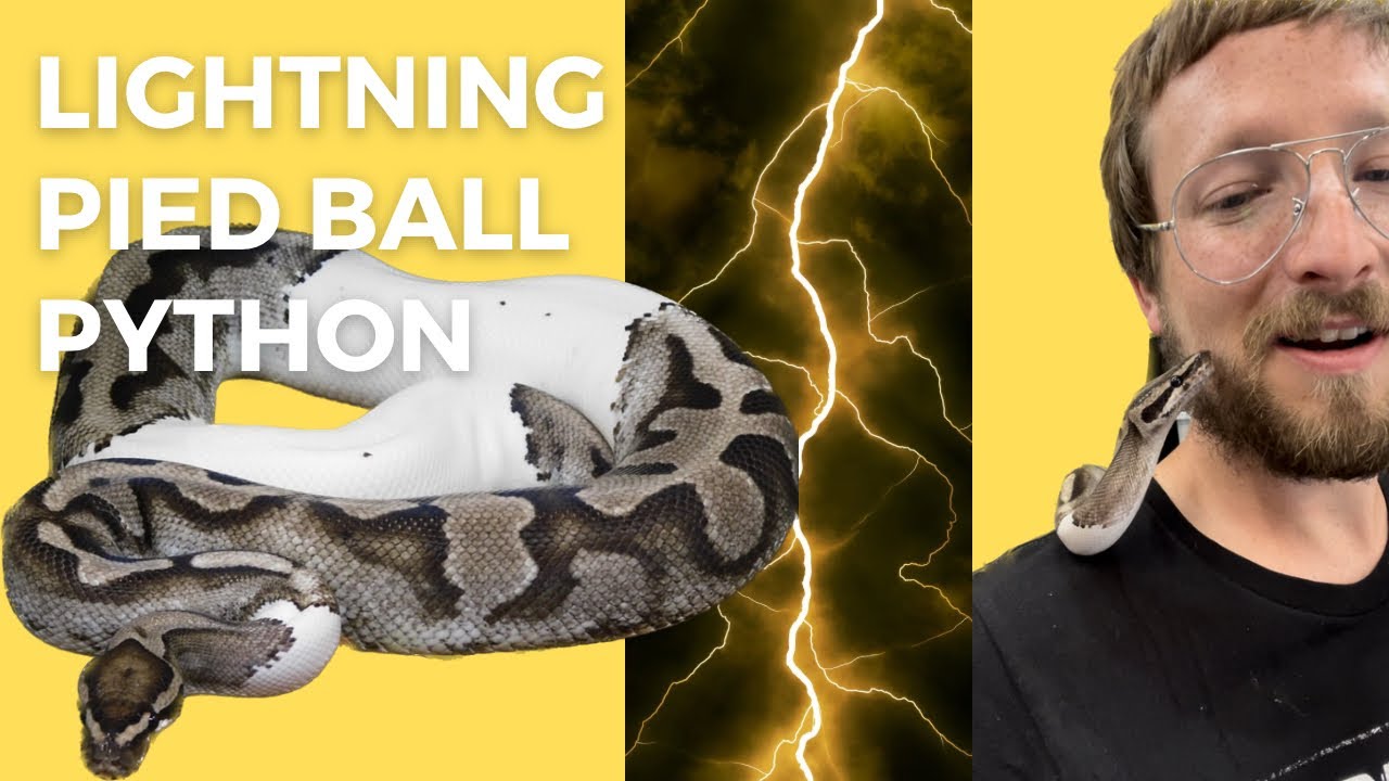 My Lightning Pied Ball Python! - YouTube