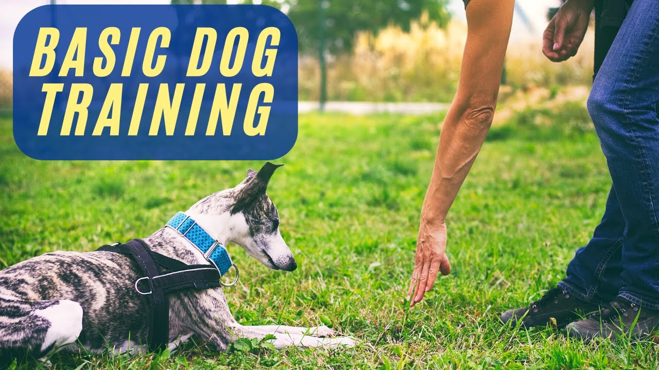 Comprehensive Guide to the TOP Basic Dog Training Skills - YouTube