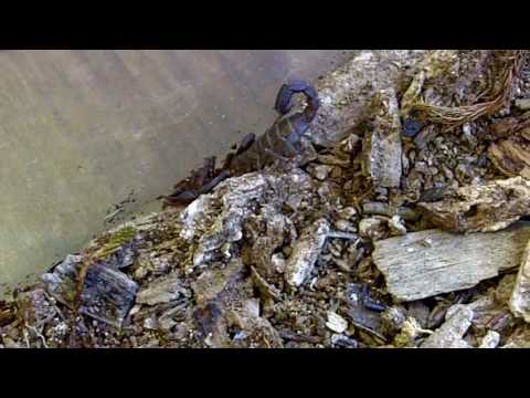 Kentucky Scorpion - University of Kentucky Entomology