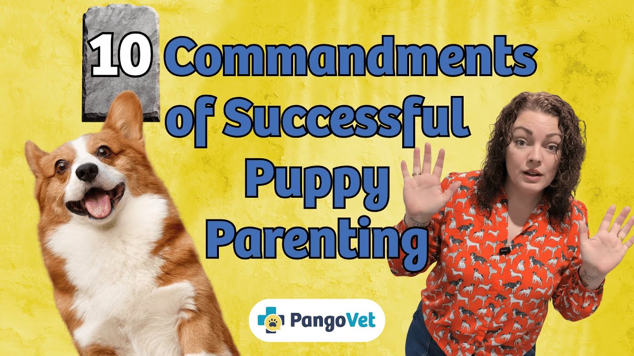 10 Commandments for Successful Puppy Parenting - YouTube