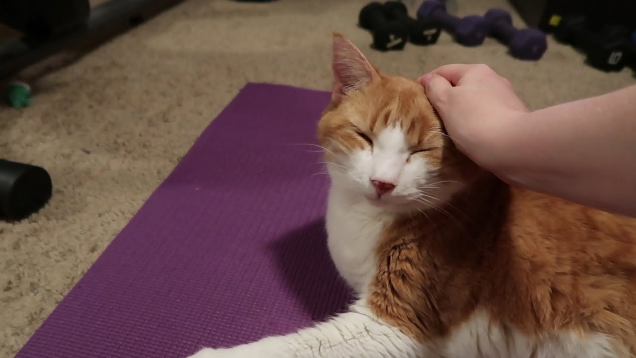 Happy Meowing Cat Is Happy - YouTube