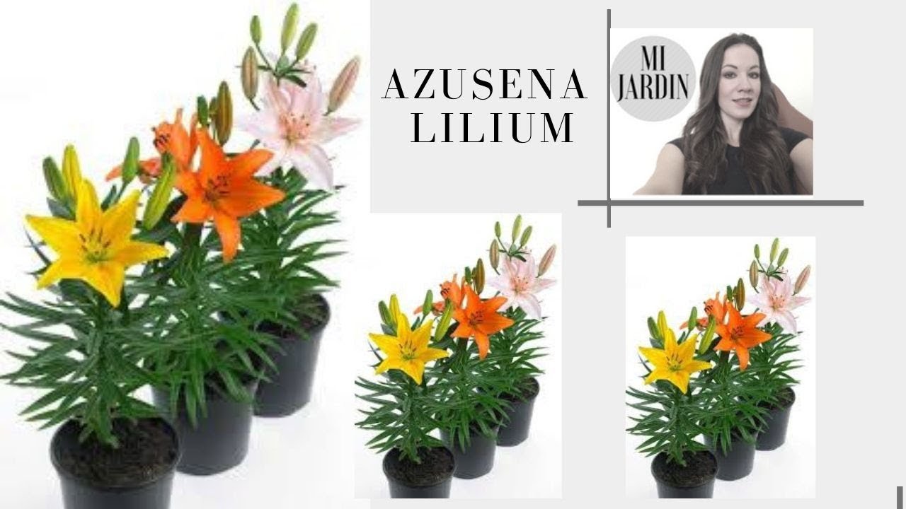 AZUSENA LILIUM - YouTube