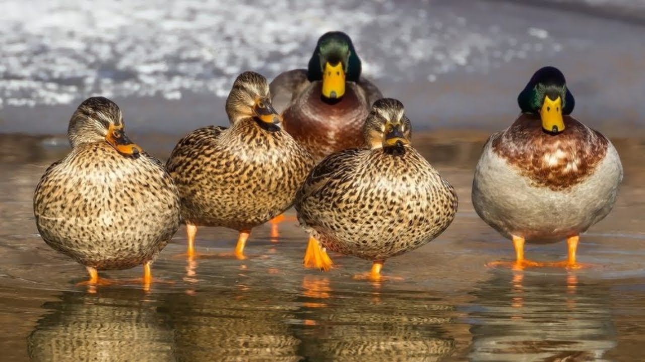 ducks birds documentary - duck national geographic - ,ducks birds ...