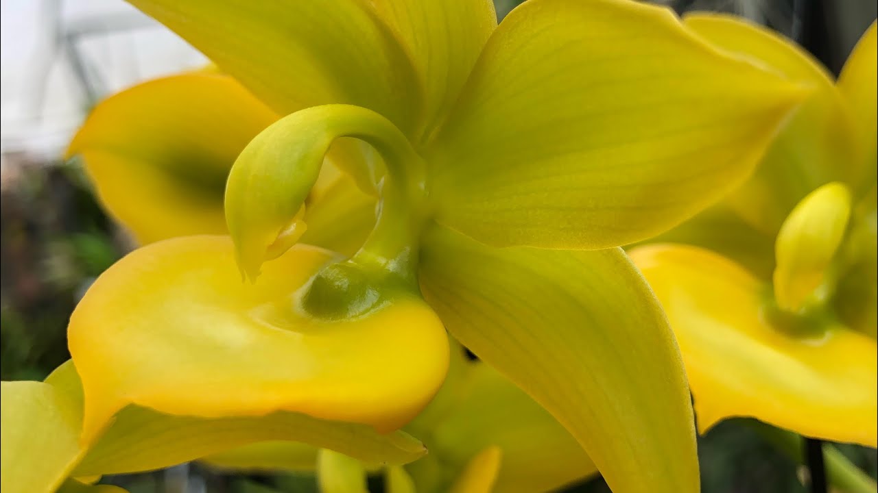 Cycnodes Jumbo Puff , мои Катасетумы зимой, обзор - YouTube