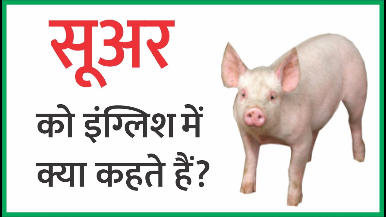 सुअर को इंग्लिश में क्या कहते है ? / Suar ki english kya hoti hai ...