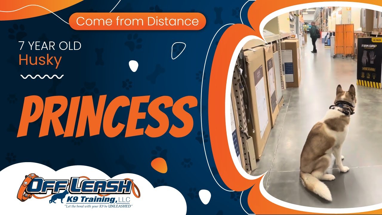 7 yo Husky Princess ~ Best Husky Trainers ~ Off Leash K9 Training ...