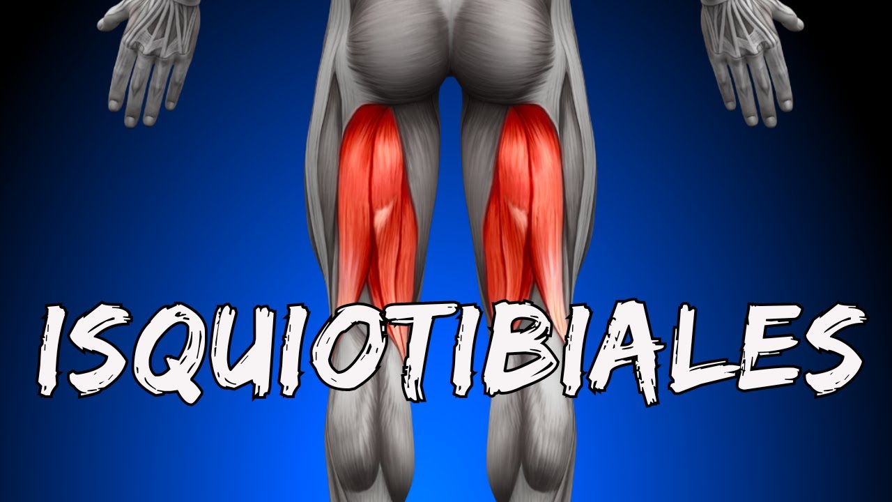 11# Isquiotibiales - Anatomía Funcional Para el GYM (origen, inserción ...