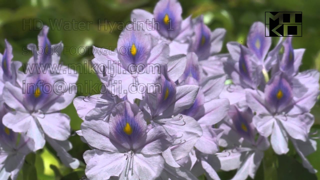 Water Hyacinth Eichhornia crassipes HD Stock Video Footage 1 - YouTube