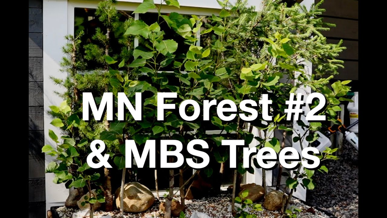 MN Forest & MBS Trees: Dave's Bonsai E413 - YouTube