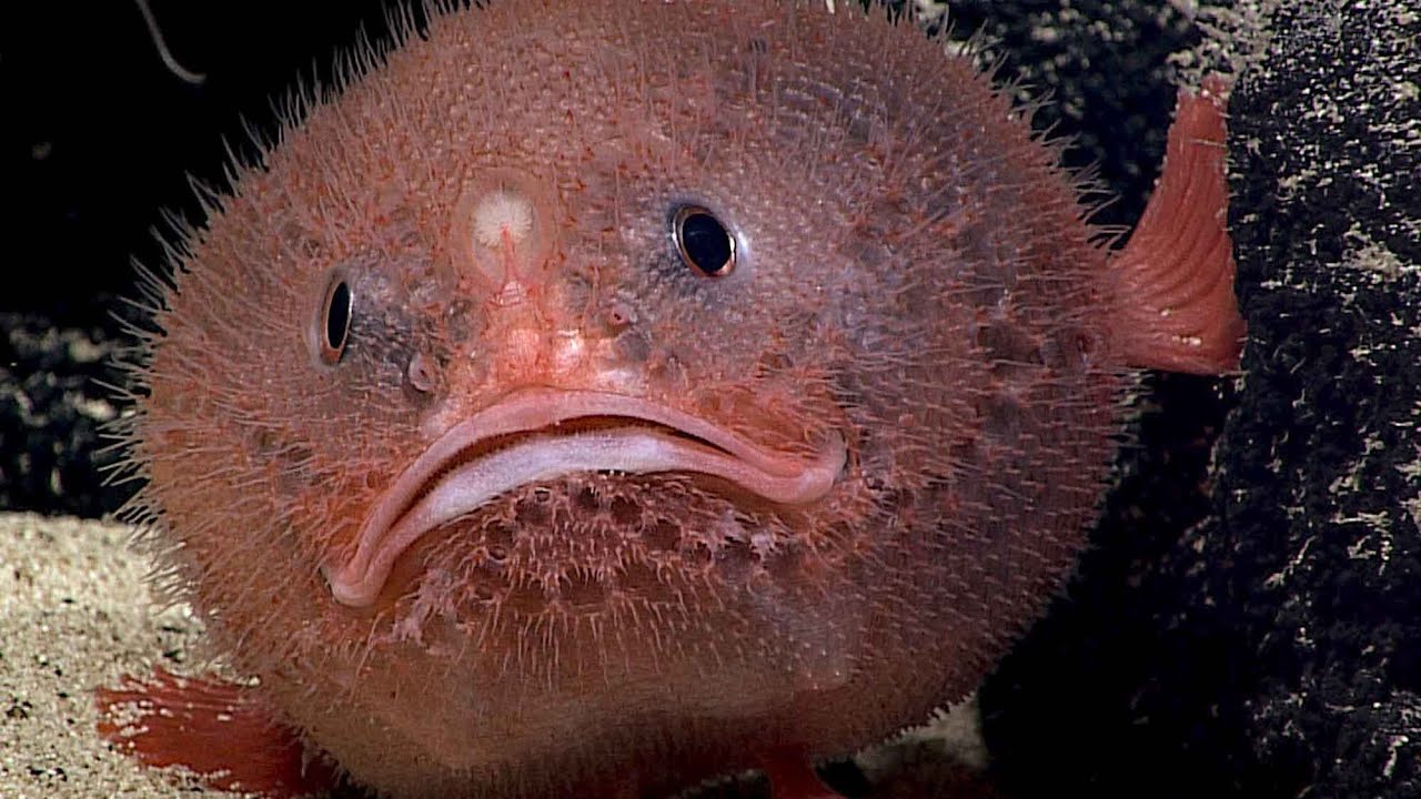 Grumpy Sea Toad Has Super Cool Fins That Act as Feet - YouTube