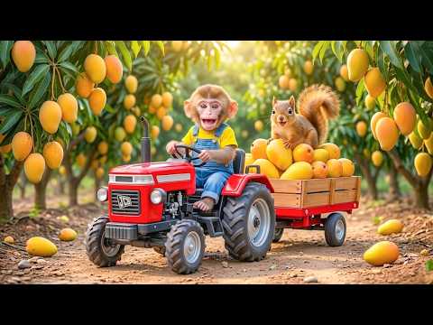 Monkey Sisi Drives a Tractor to Harvest Ripe Mangoes and Rescue a Little Squirrel from a Net Trap