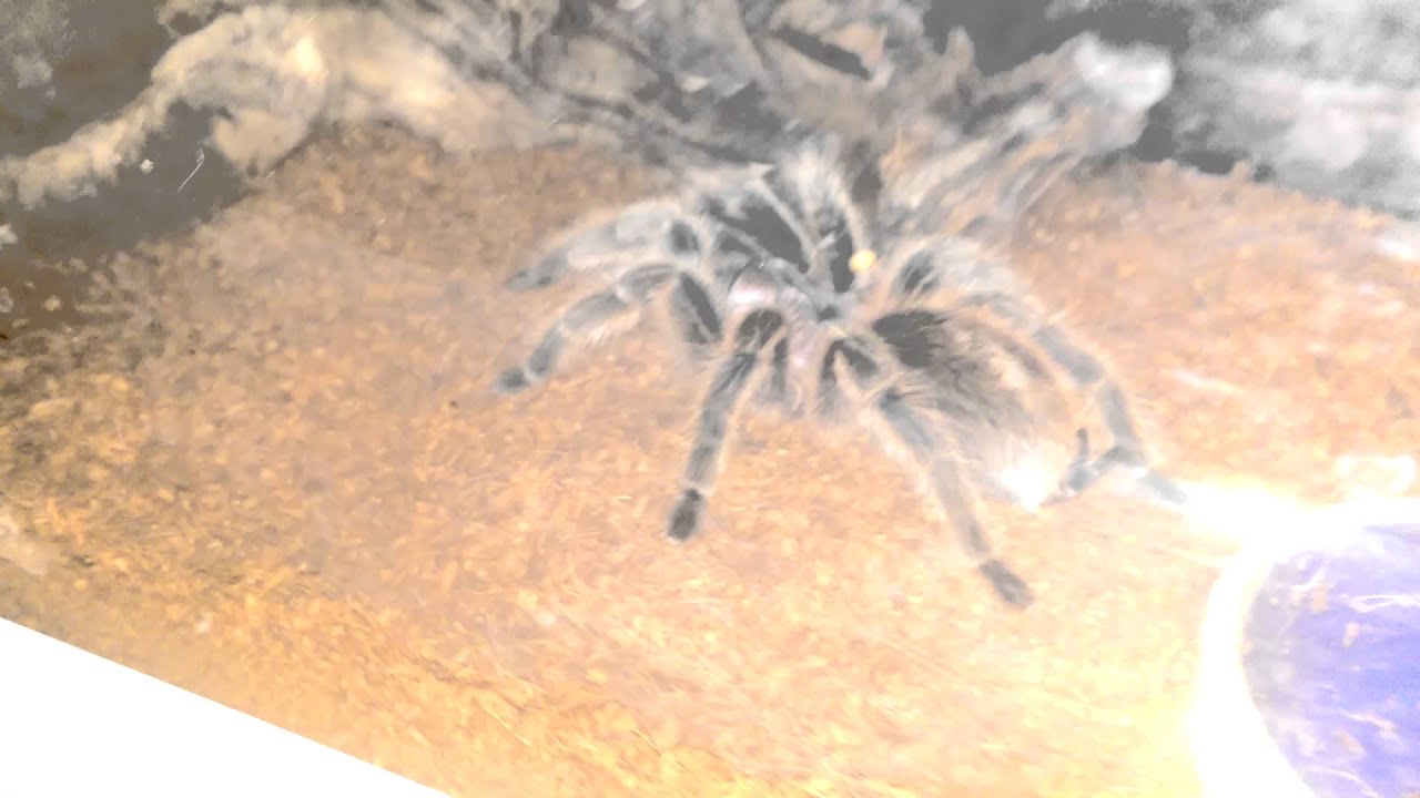 Arachnoiden.com review and quick update - YouTube