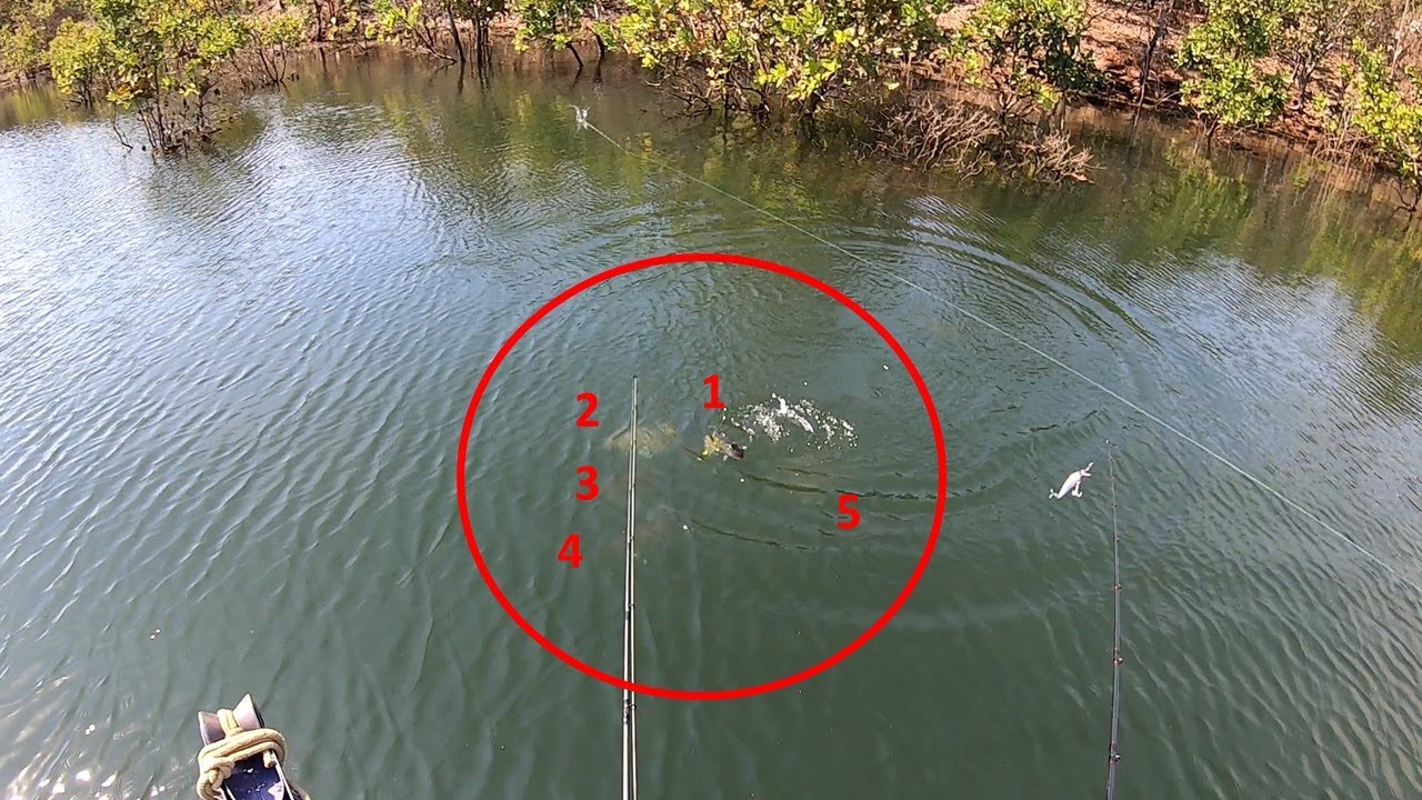 GRANDE CARDUME DE TUCUNARÉS NO LAGO SERRA DA MESA. SHOW DEMAIS ...