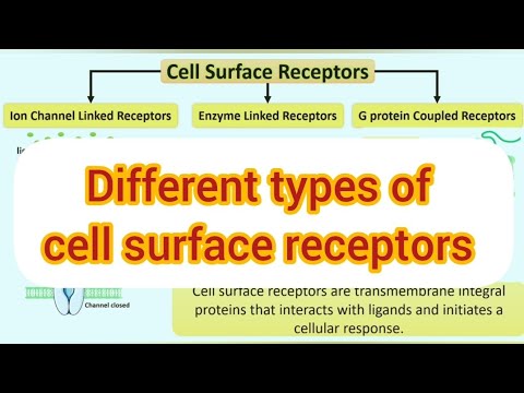 Different types of cell surface receptors #botany #biology # ...