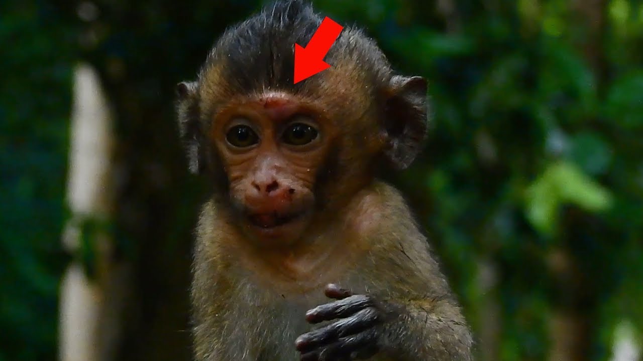 Poor Lori got injured and swelling head again, Very pitiful baby monkey ...