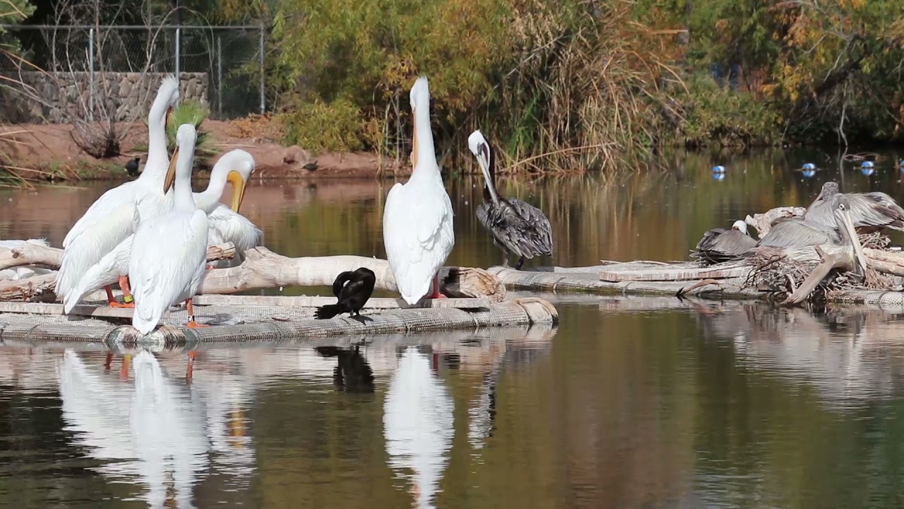 Zen at the Zoo - YouTube