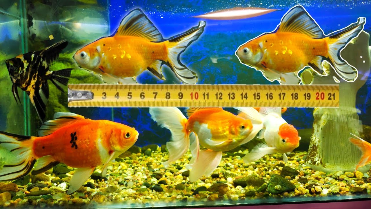 most rare goldfish in big size - YouTube