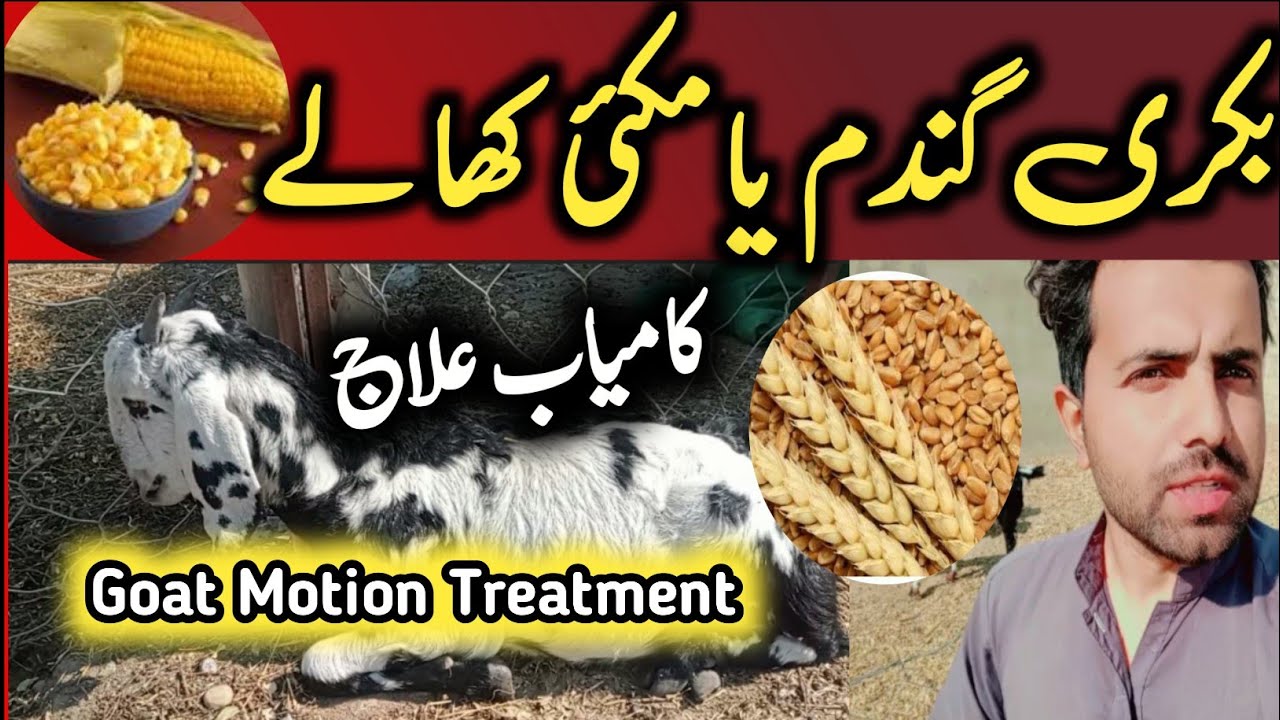 Bakri Gandam ya Makaii Khaa Le | Goat Treatment for Eat Wheat and Maize ...