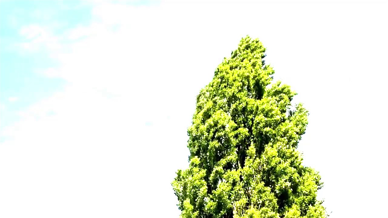 Trees of North America, Family: Populus - YouTube