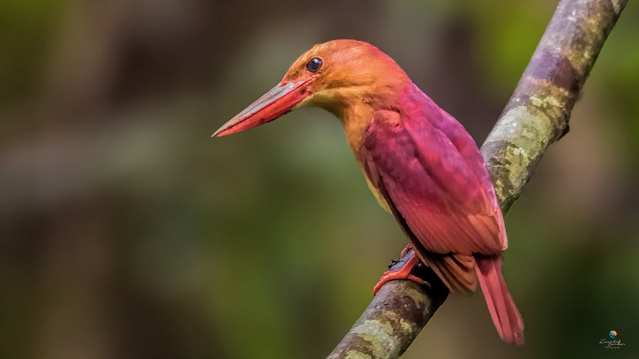 S01,E01 Flora, Fauna and the Habitats of Manas National Park, an UNESCO ...