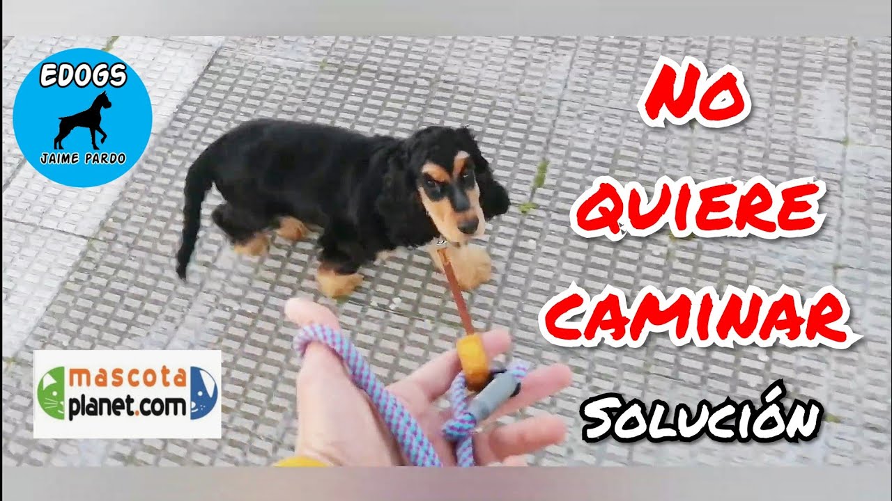 Que Significa Cuando Un Cachorro No Puede Caminar