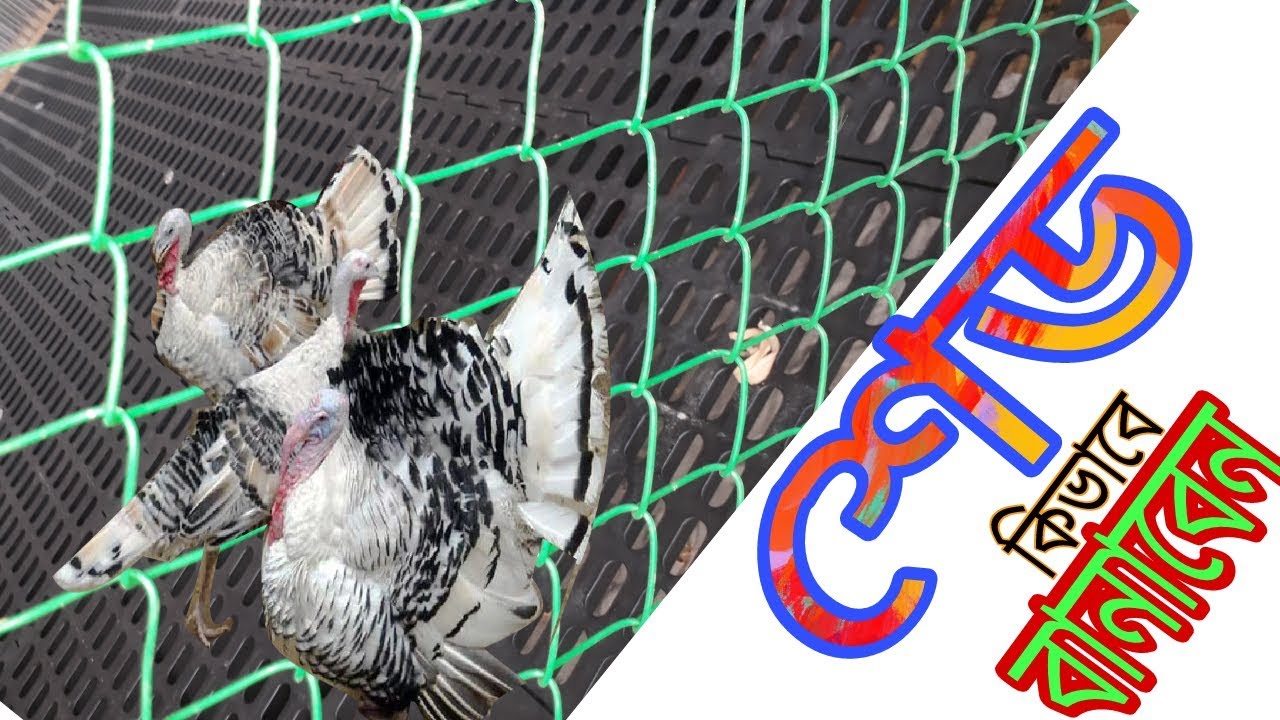 How to make a Turkey shed and any kind of poultry shed । টার্কির ঘর ...