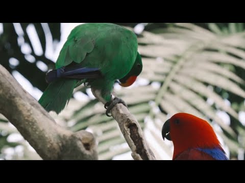 World Most Beautiful 🦜🐦 Parrots|| Electus parrot|| Birds Lovers||So Pretty Birds - YouTube