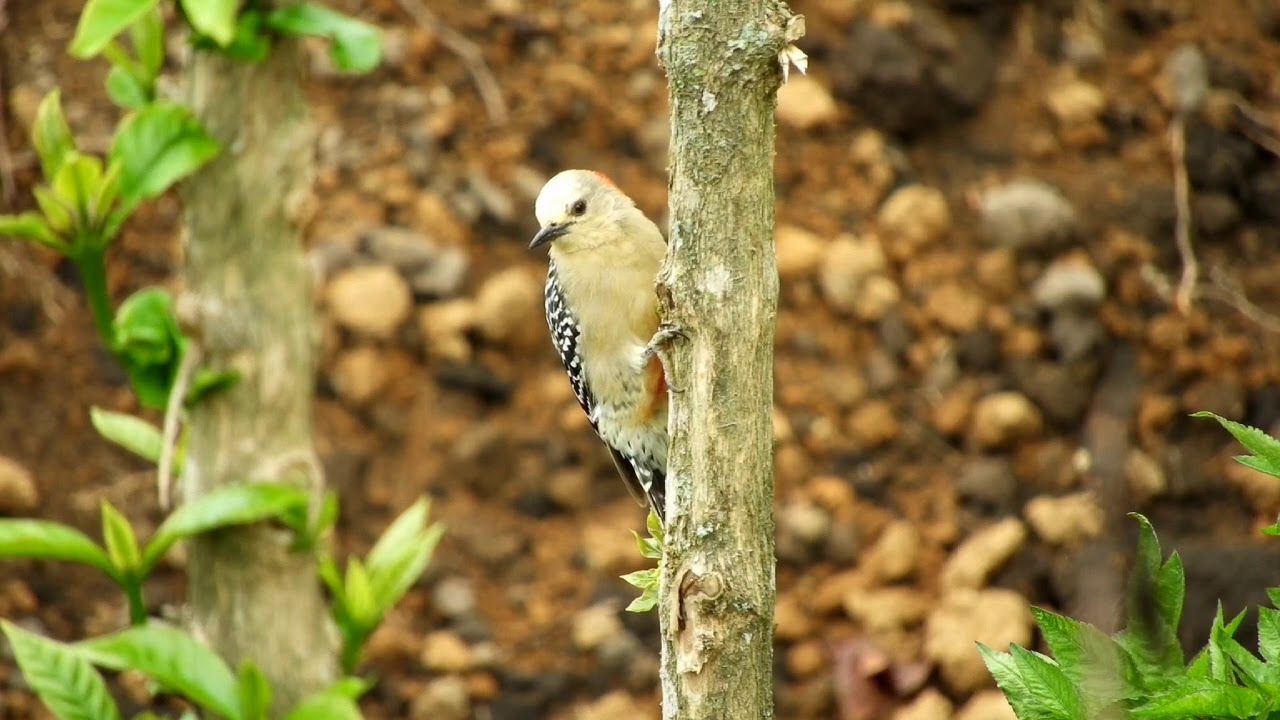 Wood pecker_engineer bird - YouTube