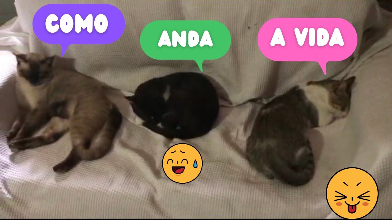 Hora de Relaxar..#GatoViralata #Shihtzu #Lika #Santhy #Bill - YouTube