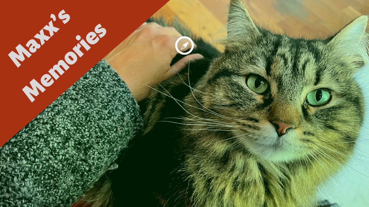 Maxx’s Memories (a short documentary of a cat’s life) - YouTube